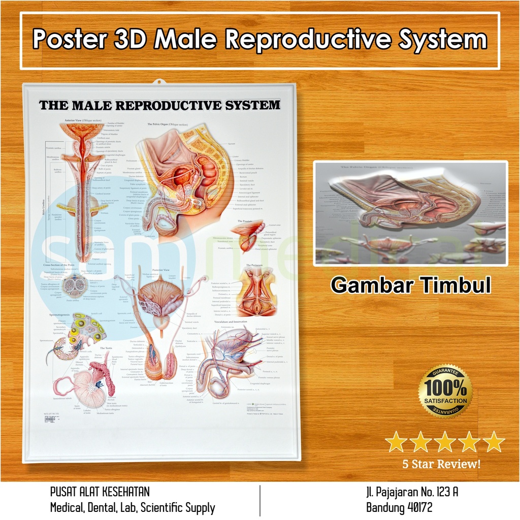 Poster 3D The Male Reproductive System | sam medical